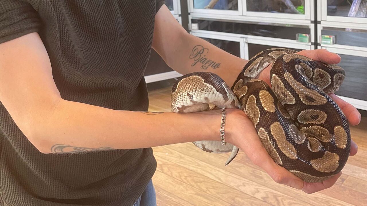 Den store Andeby quiz - TV Glad